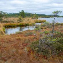 Northern Bogs | Ramsar Sites Information Service